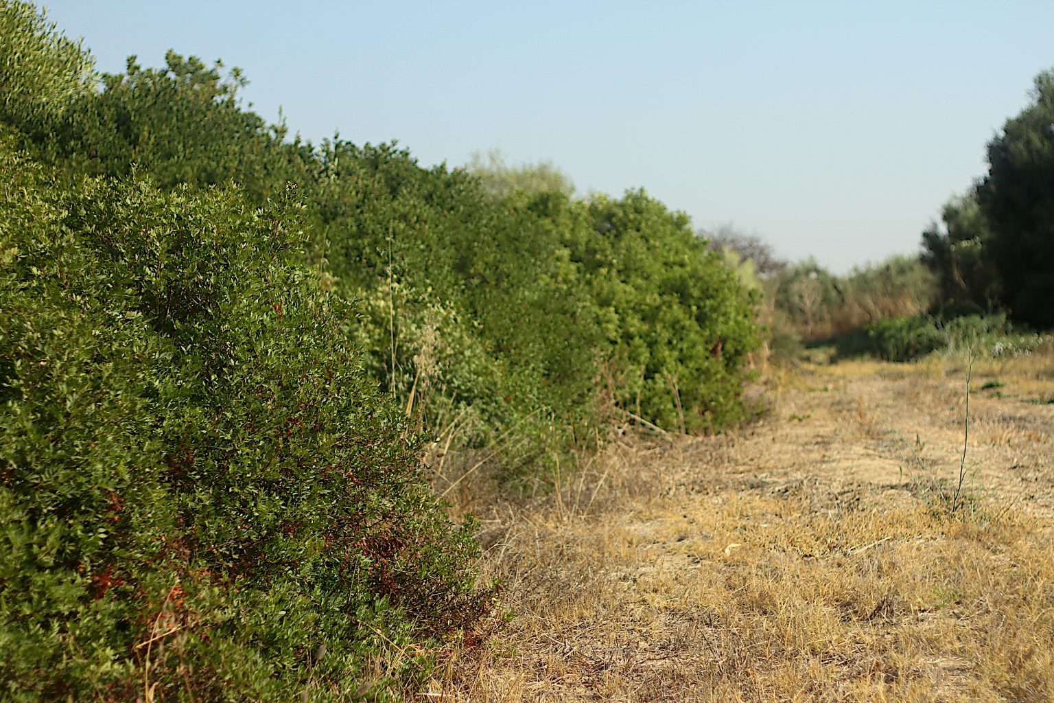 Setos vivos y Bosques Isla - Flora Auxiliar